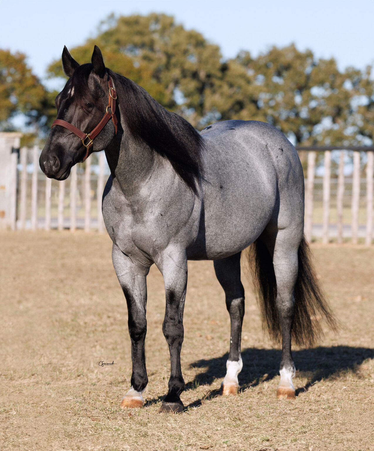 Bet Hes Blu - Servi Quarter Horses